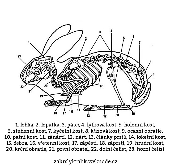 Anatomie :: Zakrslykralik